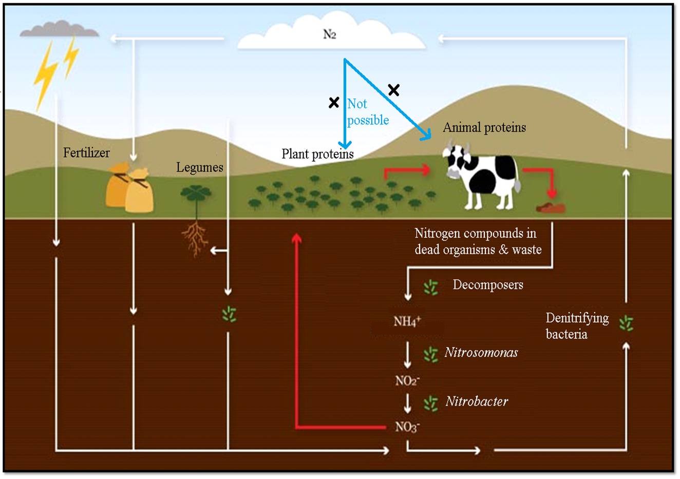 Description: Nitrogen cycle - Step 1 Description: Nitrogen cycle - Step 1